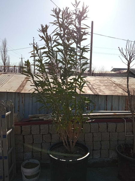 Цветы кусты декоративный дереве  Садовник Уборка