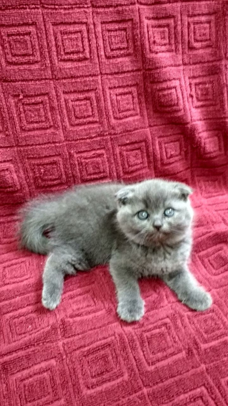 Продаются котята породы скотиш