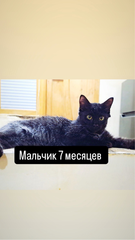 Кошки котята