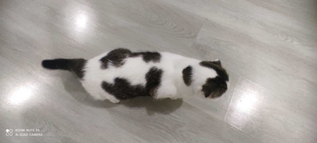 Вязка кошки, скотиш девочка.