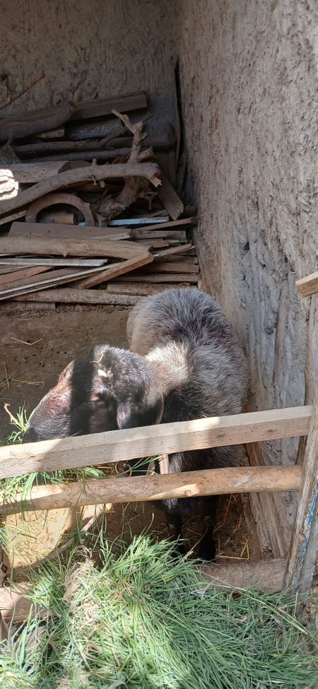Qo'chqor Duraga sotiladi