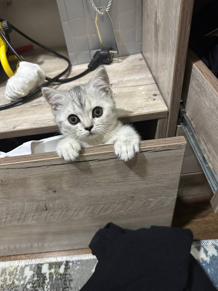 Продается котенок скотиш страйт