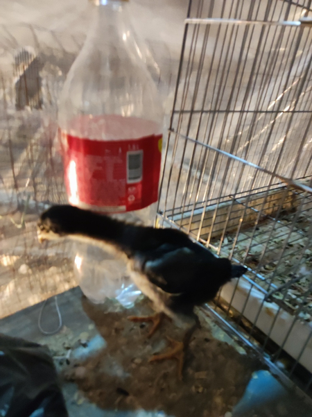 Dakan joja bobo joja turk + shamo