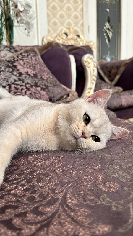 Кот шиншила