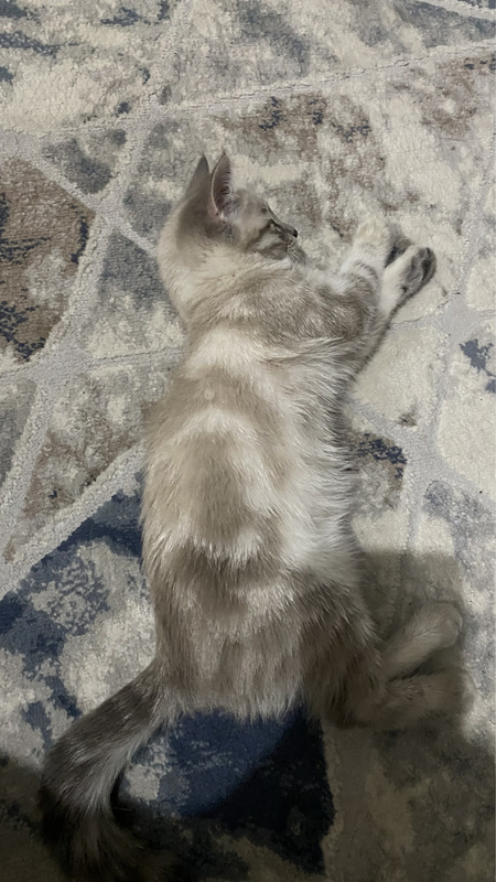 Котенок / мушукча