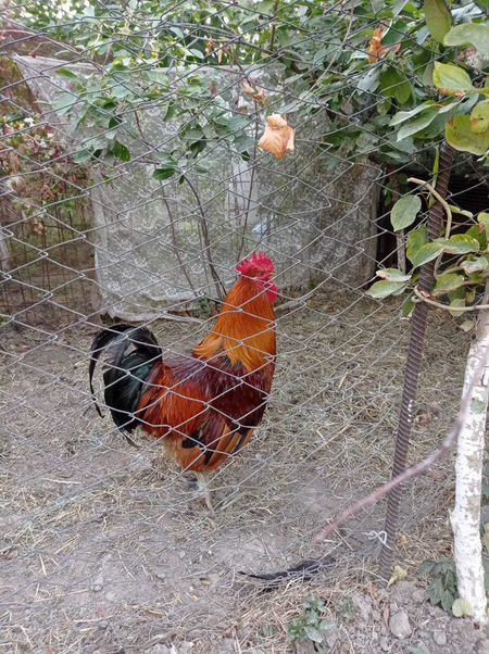 Продаётся петух и курица