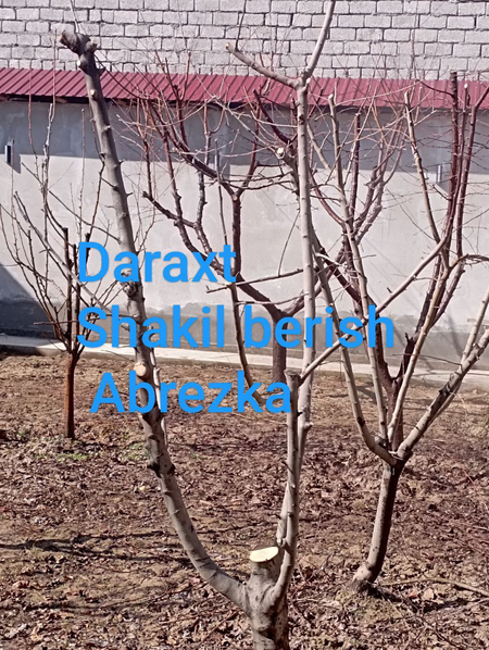 Bogʻbon sadovnik 12 -yillik agranom