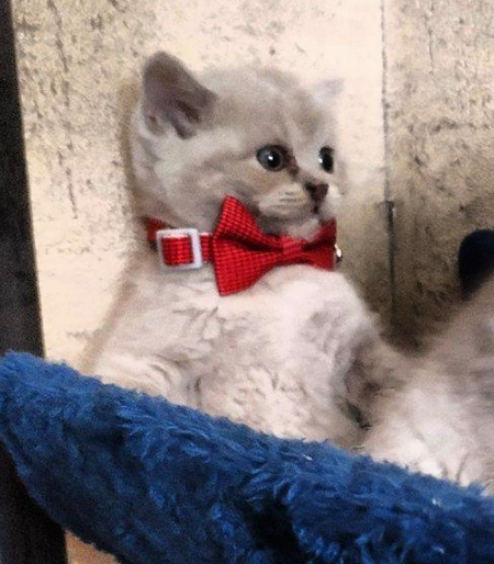 Котята Скоттиш 1.5 мес!