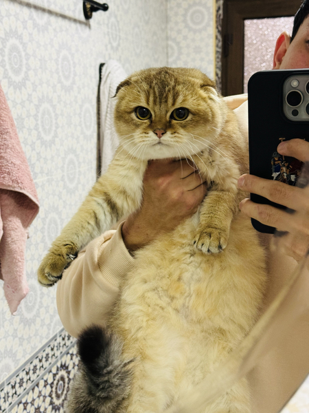 Шикарный кот