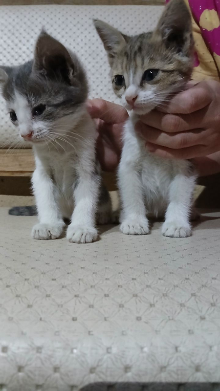 Отдам в хорошие руки котят
