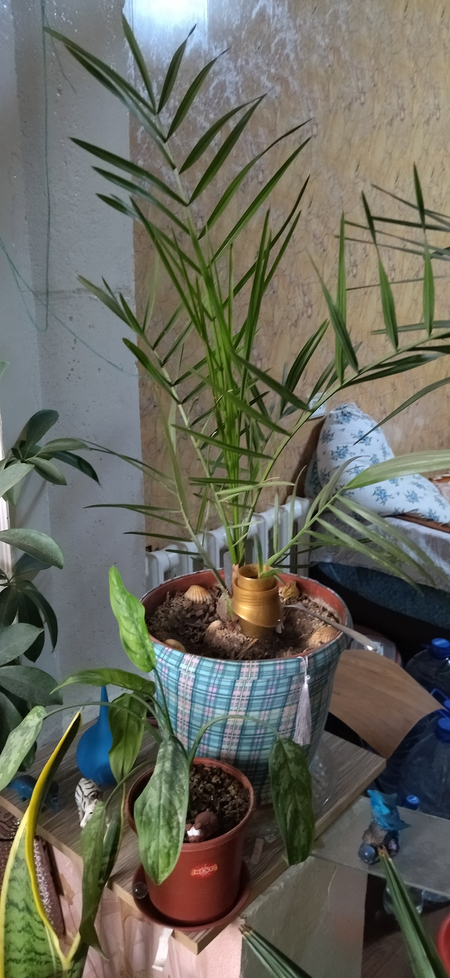 Пальмы,Папоротники Фикусы,Педилантус, Амазонская Лилия...