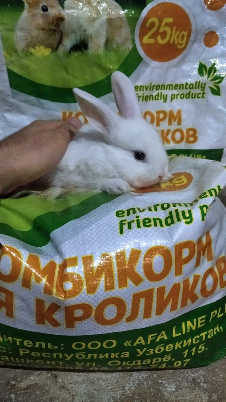 Mini Dekoratavniy quyoncha sotiladi. Кролик мини декоративный