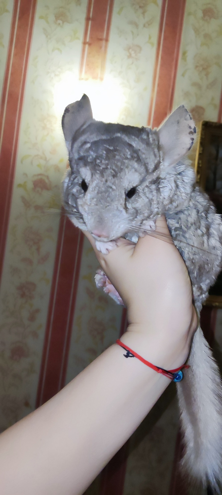 Шиншилла не дорого в хорошие руки.