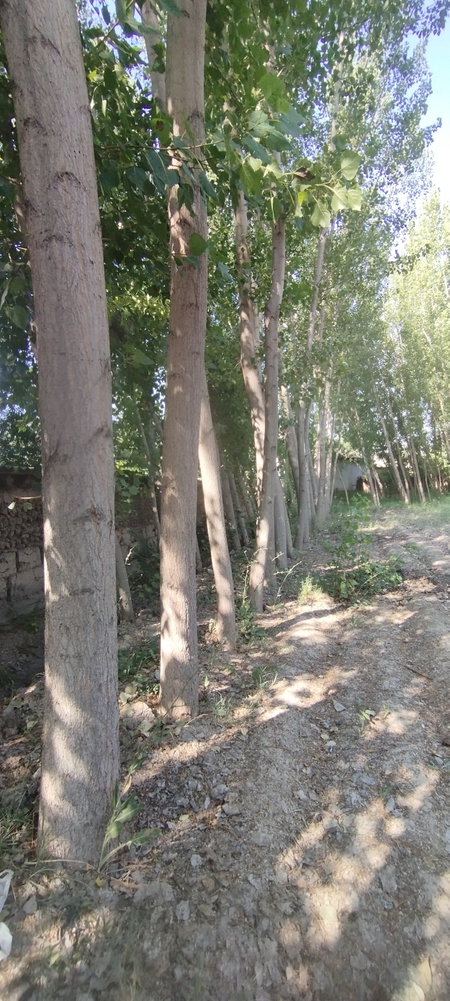 Kaliforniy terak