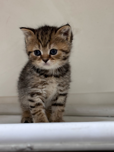 Котенок тигровый