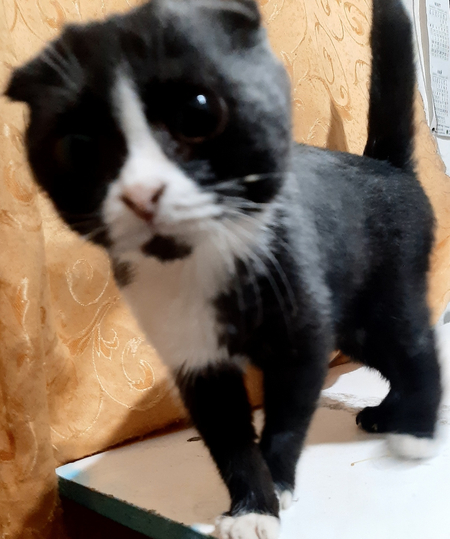 Котенок-подросток Скотиш фолд