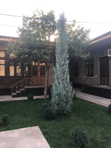 Arizonka kipares italianskiy