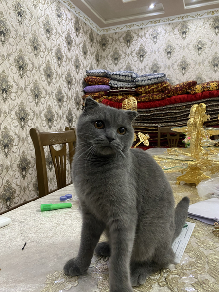 Scotiish fold cat