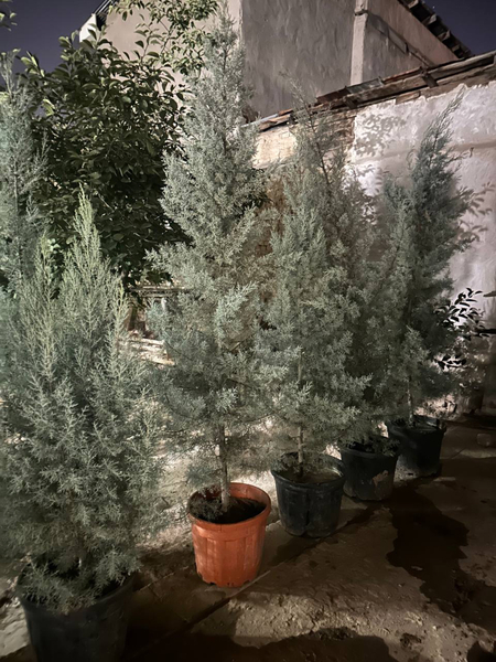 Срочно продается Аризонскый Кипарис