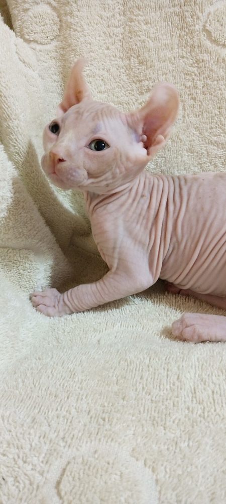 Очаровательные котята