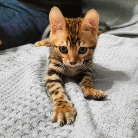 Бенгальские котята