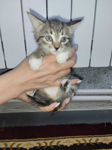Отдам котят/Mushukchalarni beraman