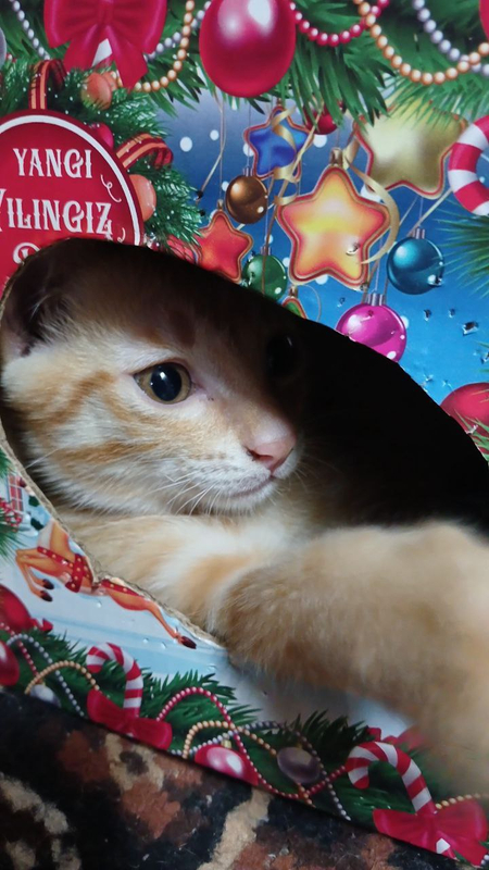 Отдам в добрые руки!
