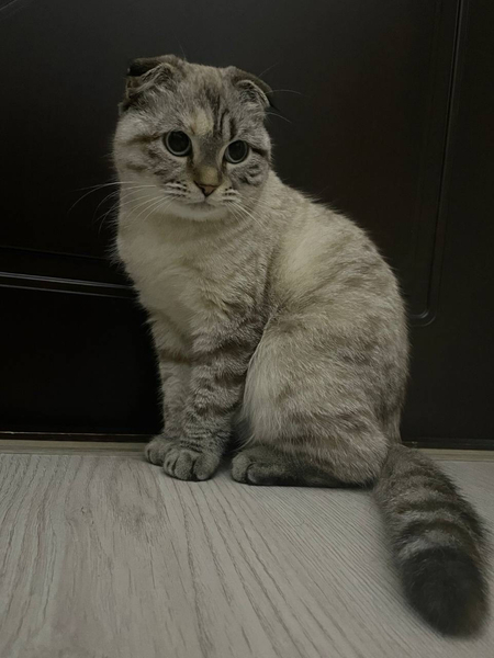 Scottish Fold вислоухая
