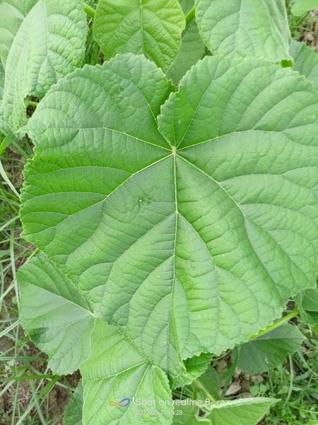 Pavloniya koʻchatlari sotiladi.