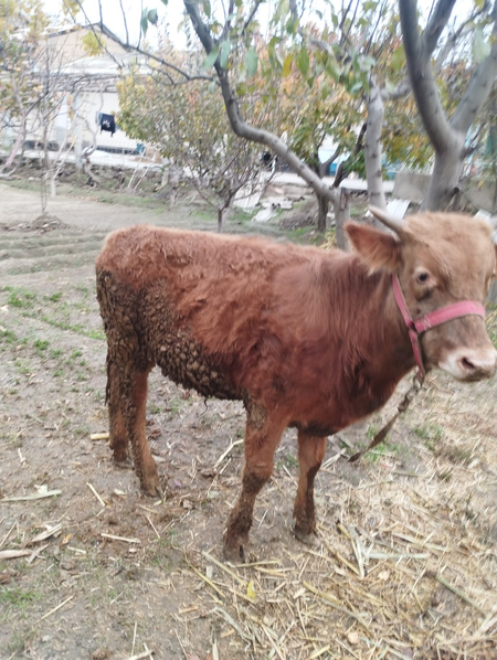 Parodni hukizcha sotiladi srochna yeb ichishi zur aybi yoʻq narxi oldi