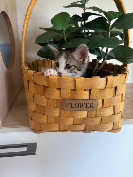 Отдам даром котенка