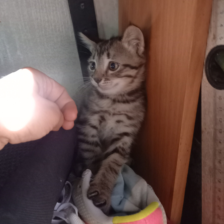 Киска полосатая на месте не сидит