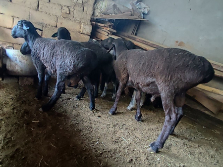 Qoylar sotiladi kelishilgan narxda