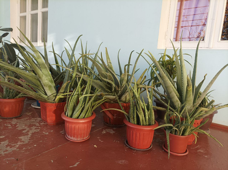Aloe vera алоэ Вера