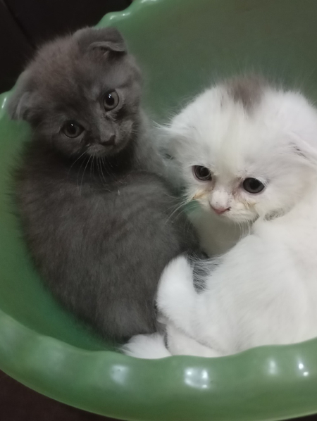 Котенок, 2 месяца. Шотландский вислоухий короткошёрстный.