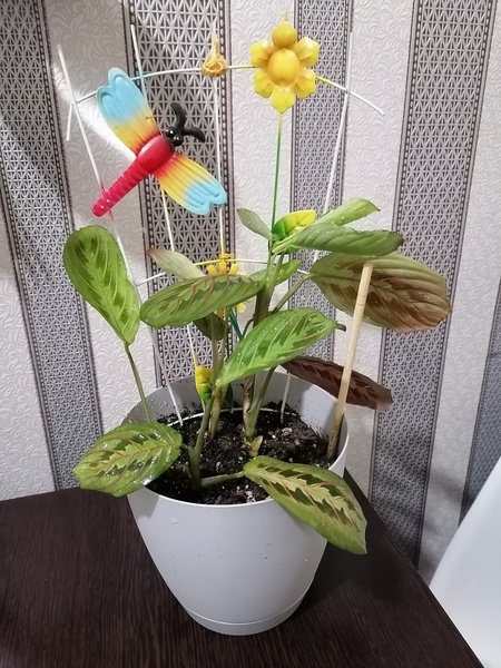 Продаются цветы комнатные