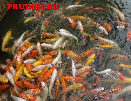 Koi (yapon sazani) кои ( Японский Карп) sotiladi optomga kelishamiza