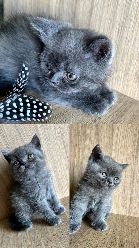 Продам британских  котят
