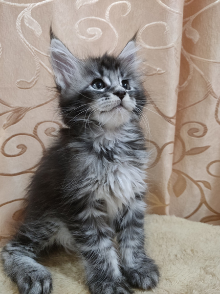 Мейн Кун девочка