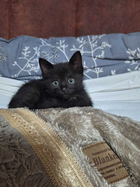 Откличный приятный котенок