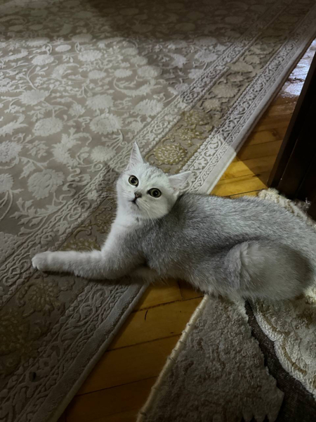 Скоттиш фолд