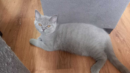 Котята скоттиш фолд и скоттиш страйт 4 месяца .