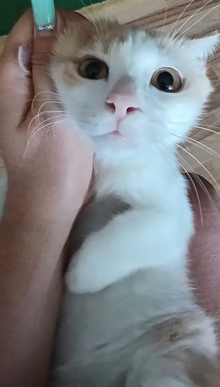 Домашние котята, мальчики, 4 месяца, к лотку приучены, чистые и умные