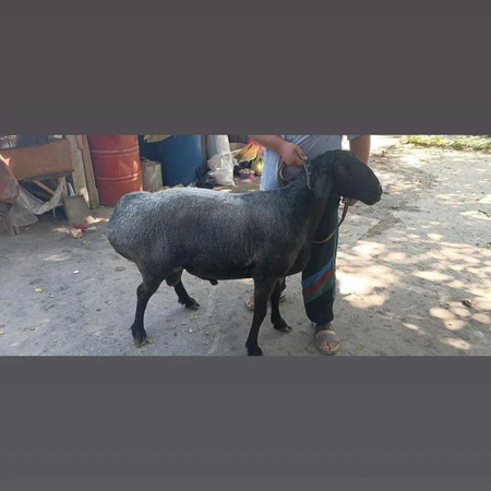 Qóchqorla sotiladi