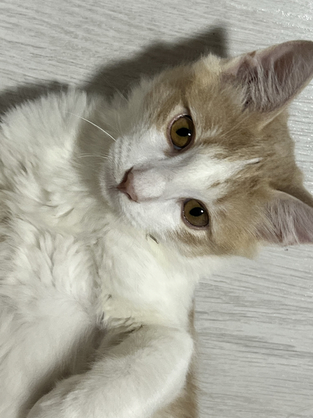 Отдам даром кота