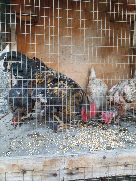 Tovuqlar sotiladi