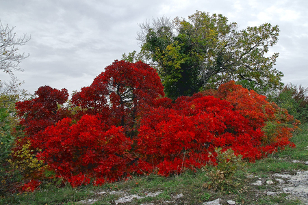 Скумпия Cotinus Coggygria Royal Purple
