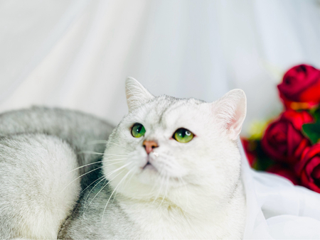 Продам кота чистокровного британца