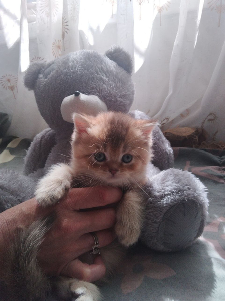 Котята от правильной вязки