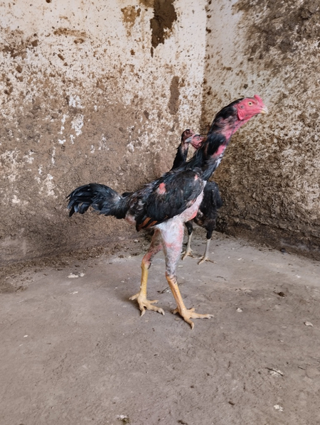 Dakan tuxum sotiladi